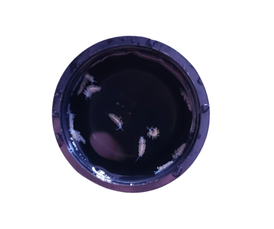 Collections – Slug Plugs